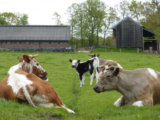 Kleurvererving van de witrik - FHRS